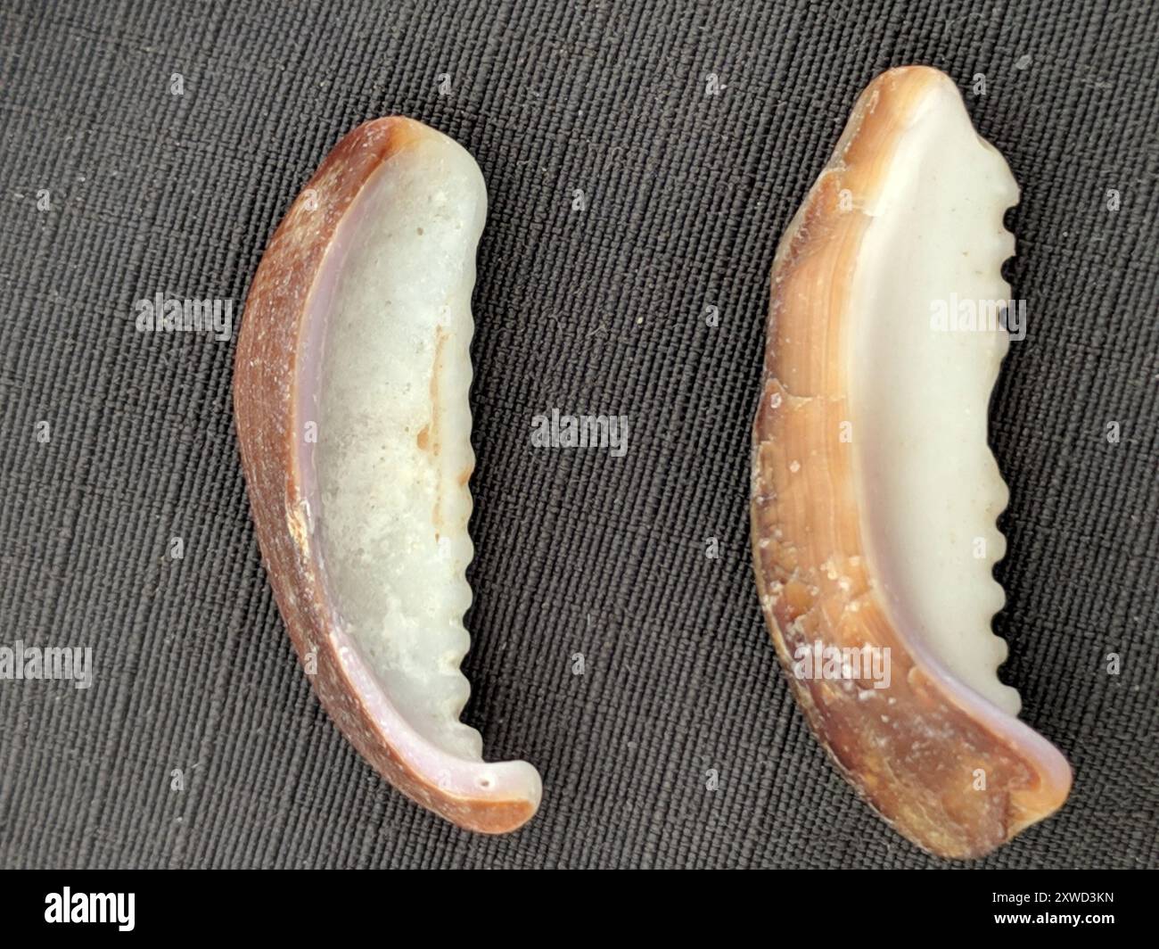 Snakehead Cowrie (Monetaria caputserpentis) Mollusca Stock Photo - Alamy
