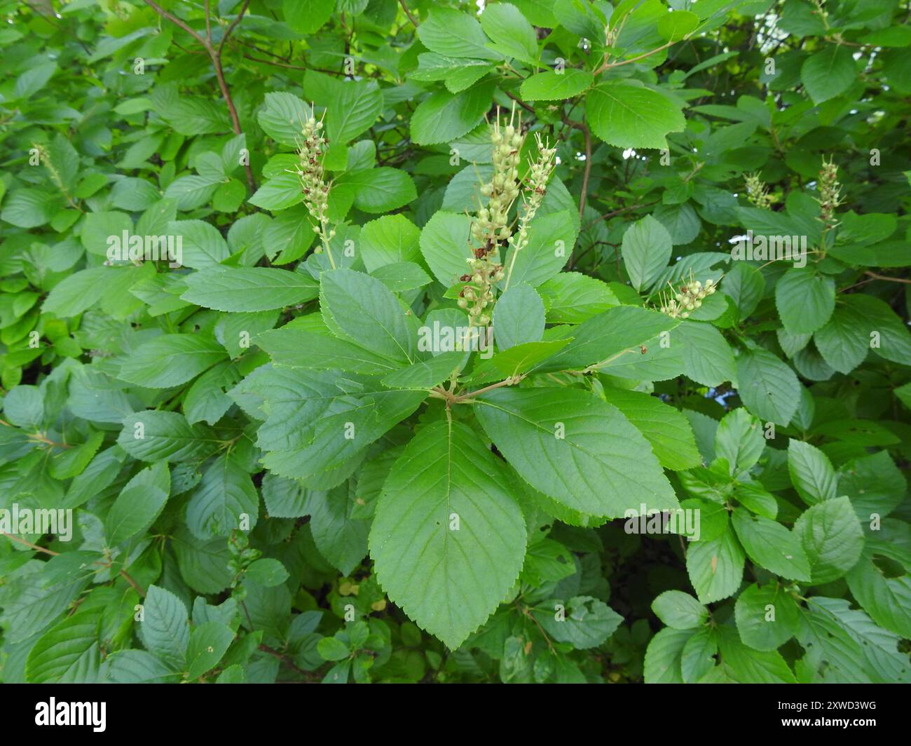 Sweet Pepperbush (Clethra alnifolia) Plantae Stock Photo - Alamy