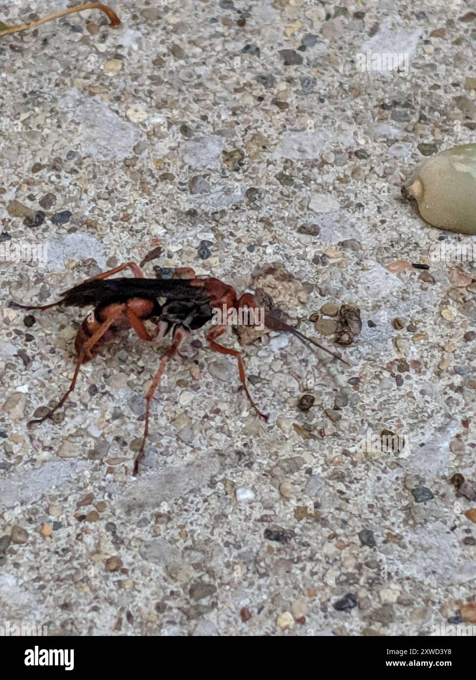 Rusty Spider Wasp (Tachypompilus ferrugineus) Insecta Stock Photo - Alamy
