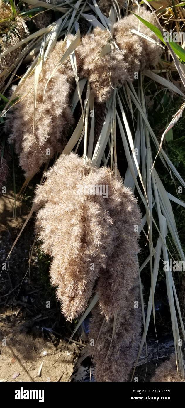 common reed (Phragmites australis) Plantae Stock Photo - Alamy