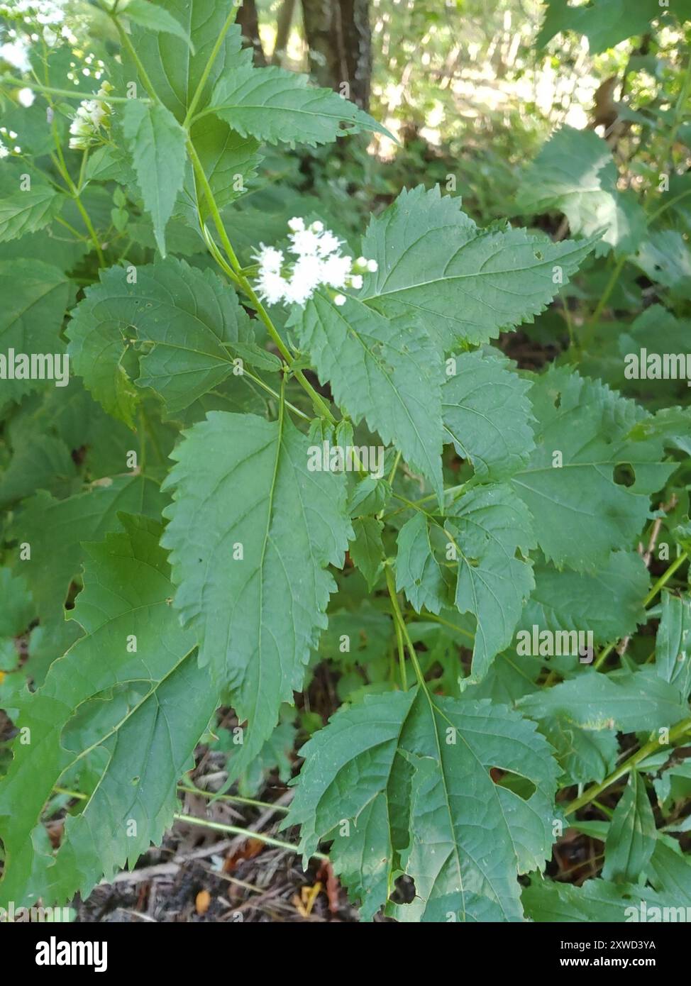 white snakeroot (Ageratina altissima) Plantae Stock Photo - Alamy