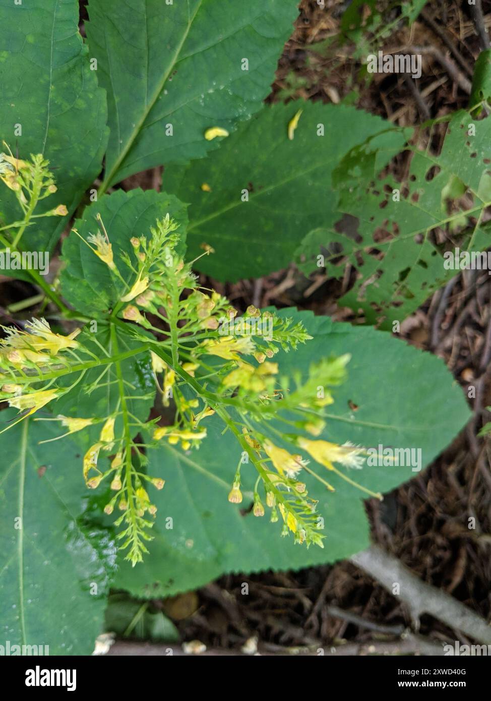 citronella horse balm (Collinsonia canadensis) Plantae Stock Photo - Alamy