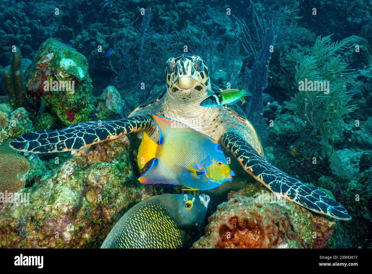 Honduras, Roatan, Hawksbill Sea Turtle (Eretmochelys imbricata) and ...