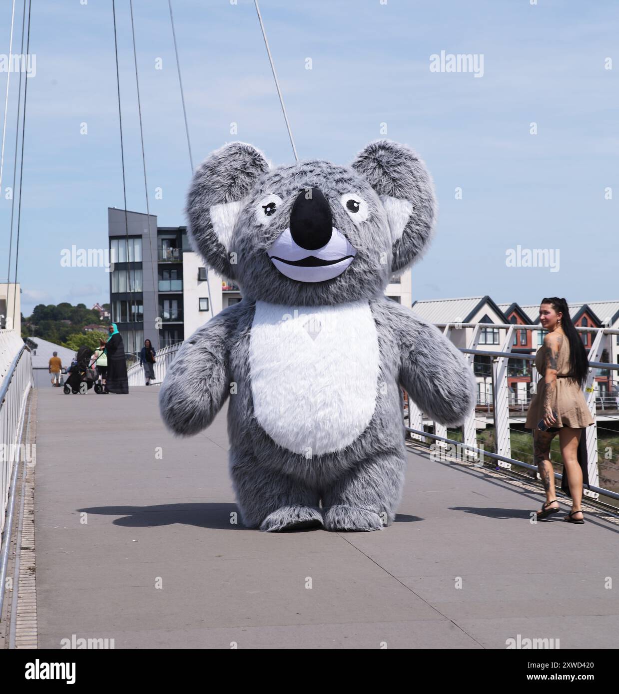 Striding koala bear hi-res stock photography and images - Alamy