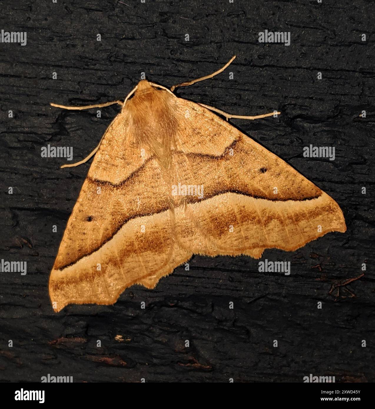 Slant-Lines (Tetracis) Insecta Stock Photo - Alamy