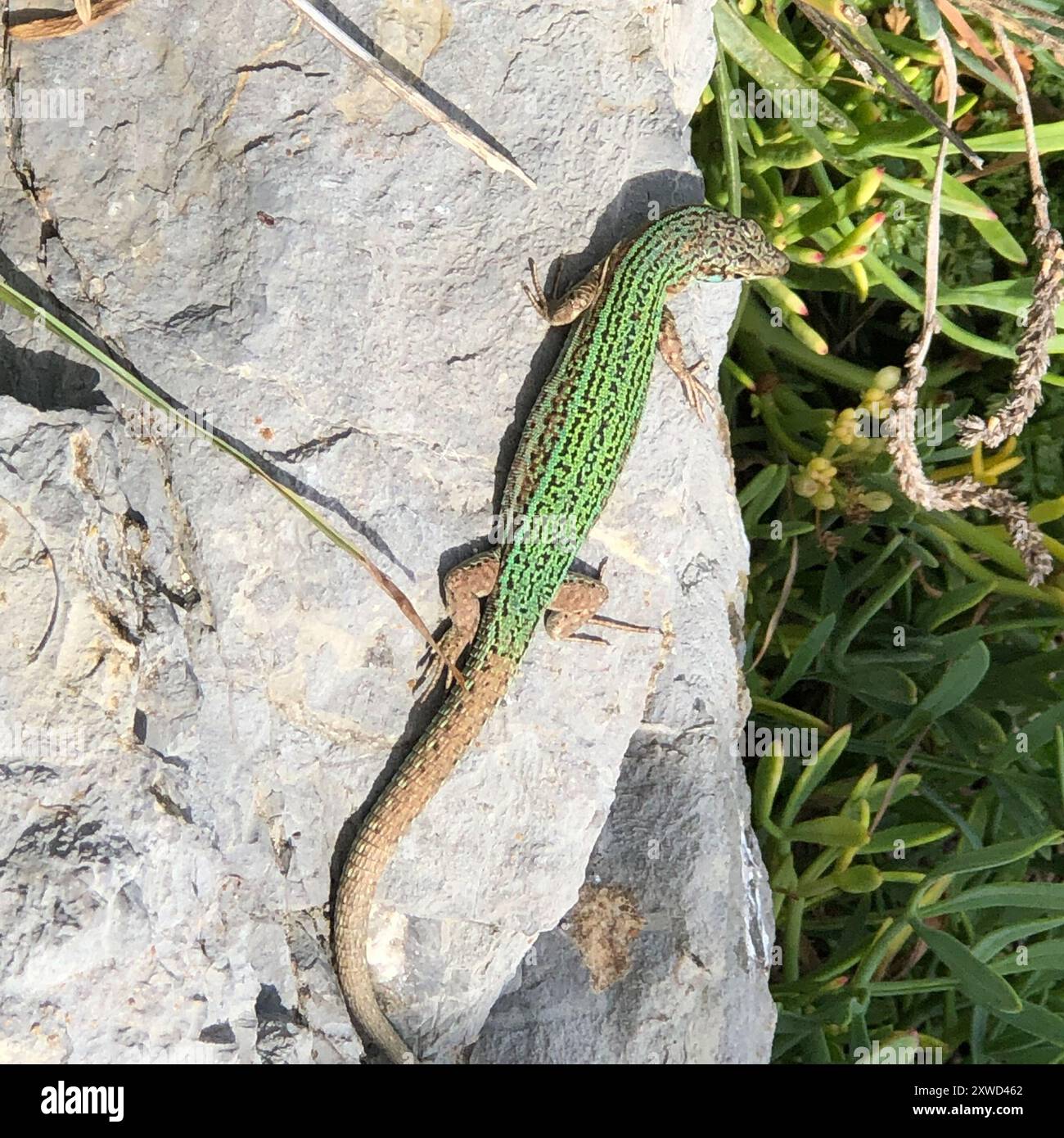 Ibiza wall lizard podarcis pityusensis hi-res stock photography and ...
