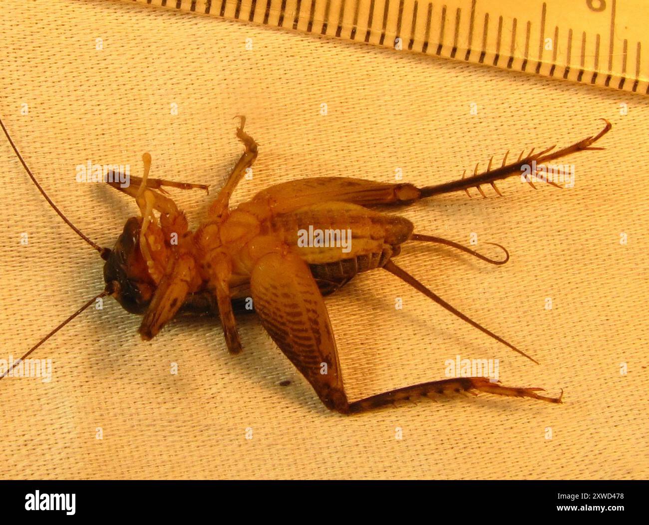 Japanese burrowing cricket hi-res stock photography and images - Alamy