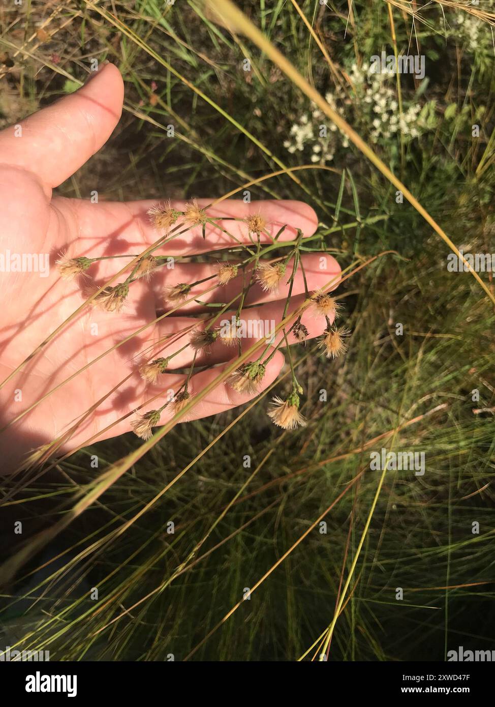 Narrow Leaf Ironweed (Vernonia angustifolia) Plantae Stock Photo - Alamy