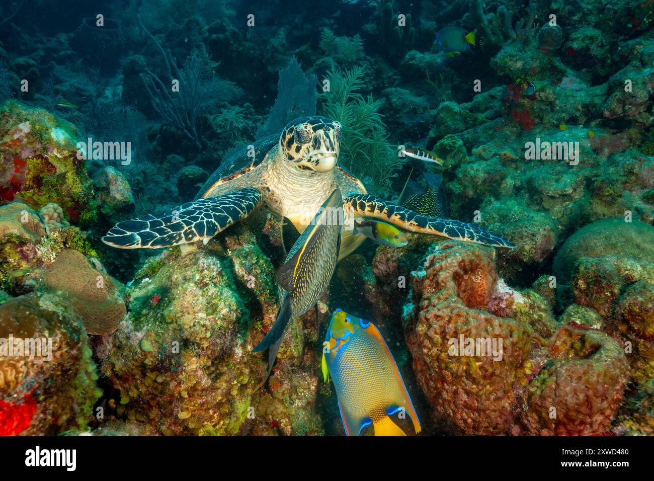 Honduras, Roatan, Hawksbill Sea Turtle (Eretmochelys imbricata) and ...