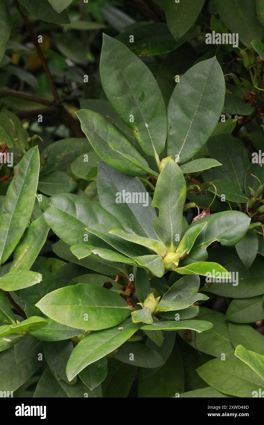 Common Rhododendron (Rhododendron ponticum) Plantae Stock Photo - Alamy