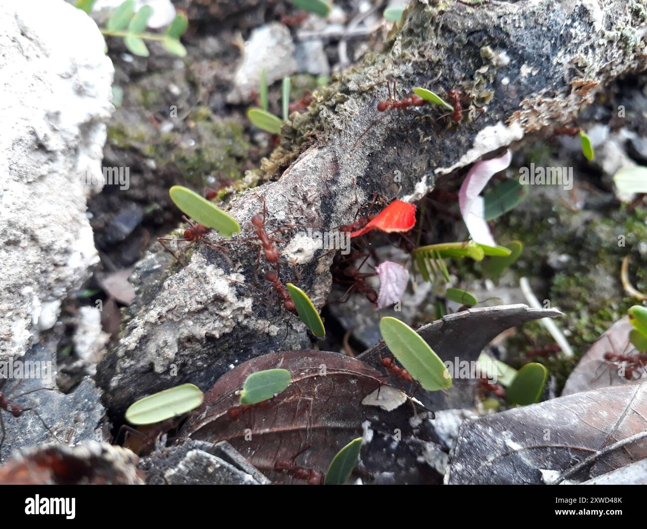 Atta Leaf-cutter Ants (Atta) Insecta Stock Photo - Alamy