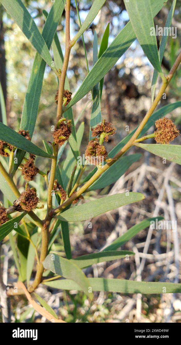 Acacia cyclops hi-res stock photography and images - Alamy