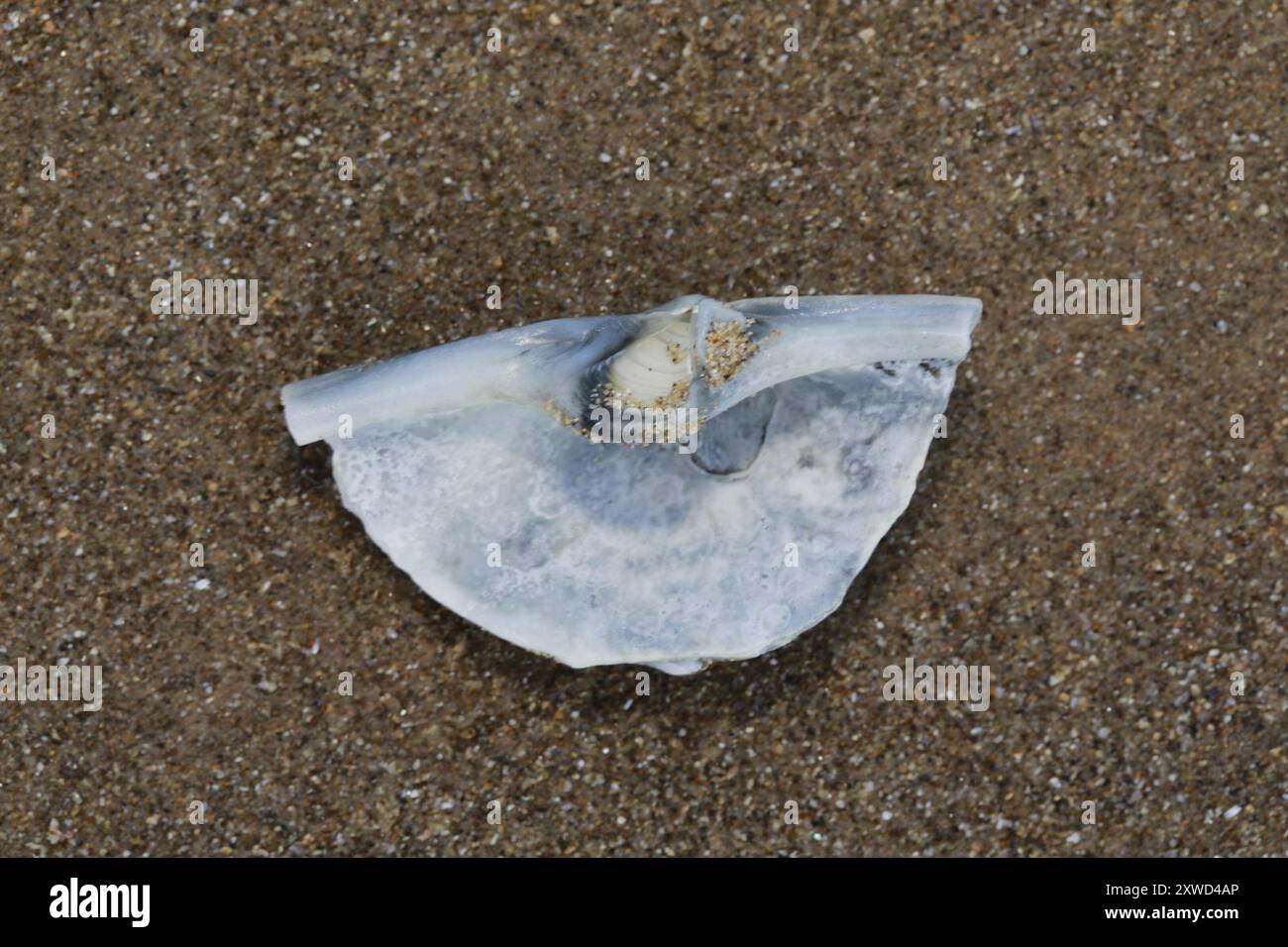 Otter-shells (Lutraria) Mollusca Stock Photo - Alamy