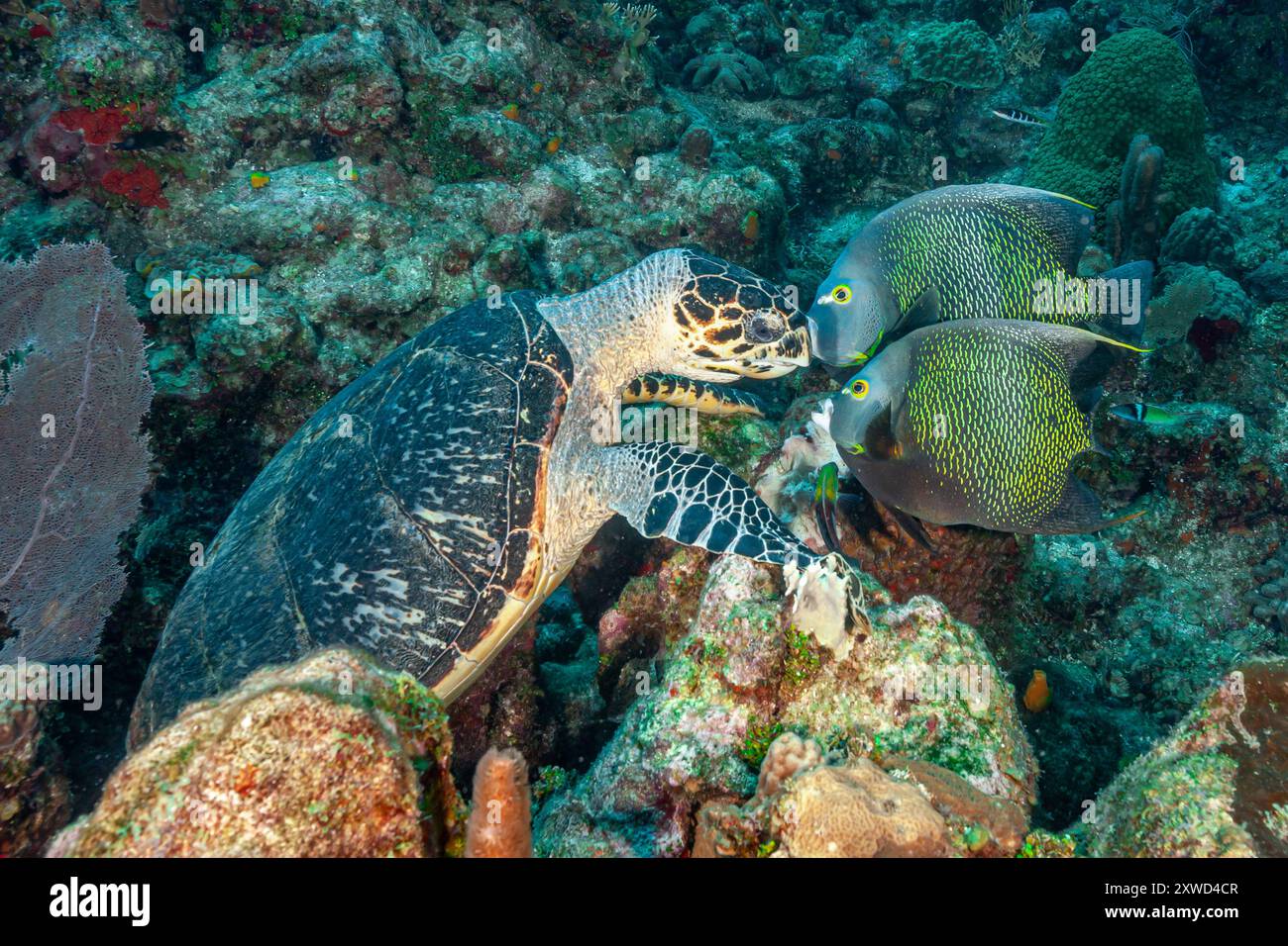 Honduras, Roatan, Hawksbill Sea Turtle (Eretmochelys imbricata) and ...