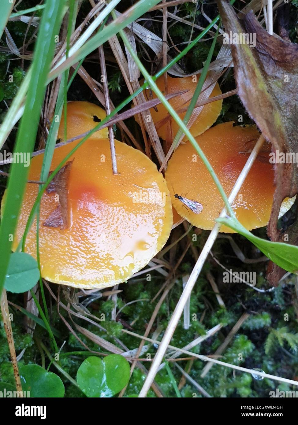 Ceracea hi-res stock photography and images - Alamy