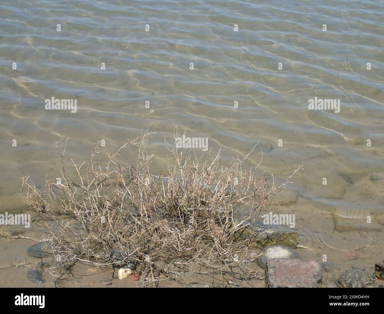 Herbaceous Seepweed (Suaeda maritima) Plantae Stock Photo - Alamy