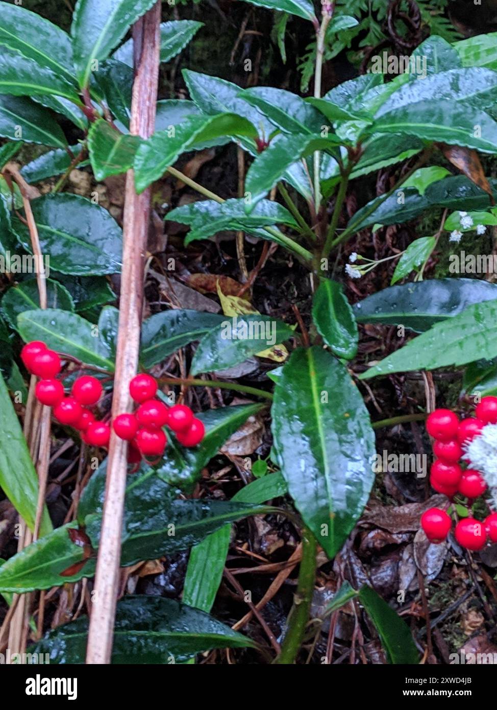 Coralberry (Ardisia crenata) Plantae Stock Photo - Alamy