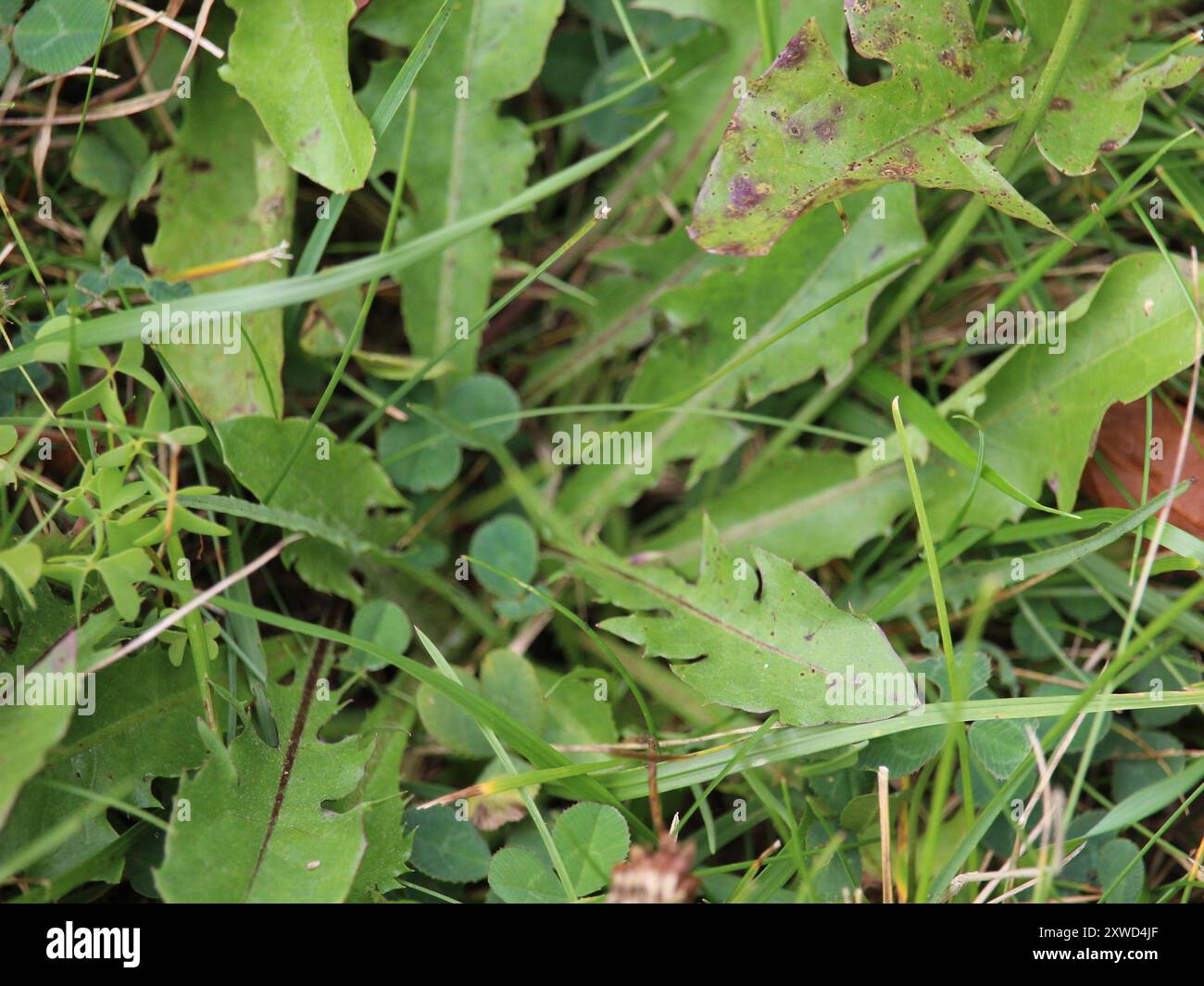 Autumn Hawkbit (Scorzoneroides autumnalis) Plantae Stock Photo - Alamy