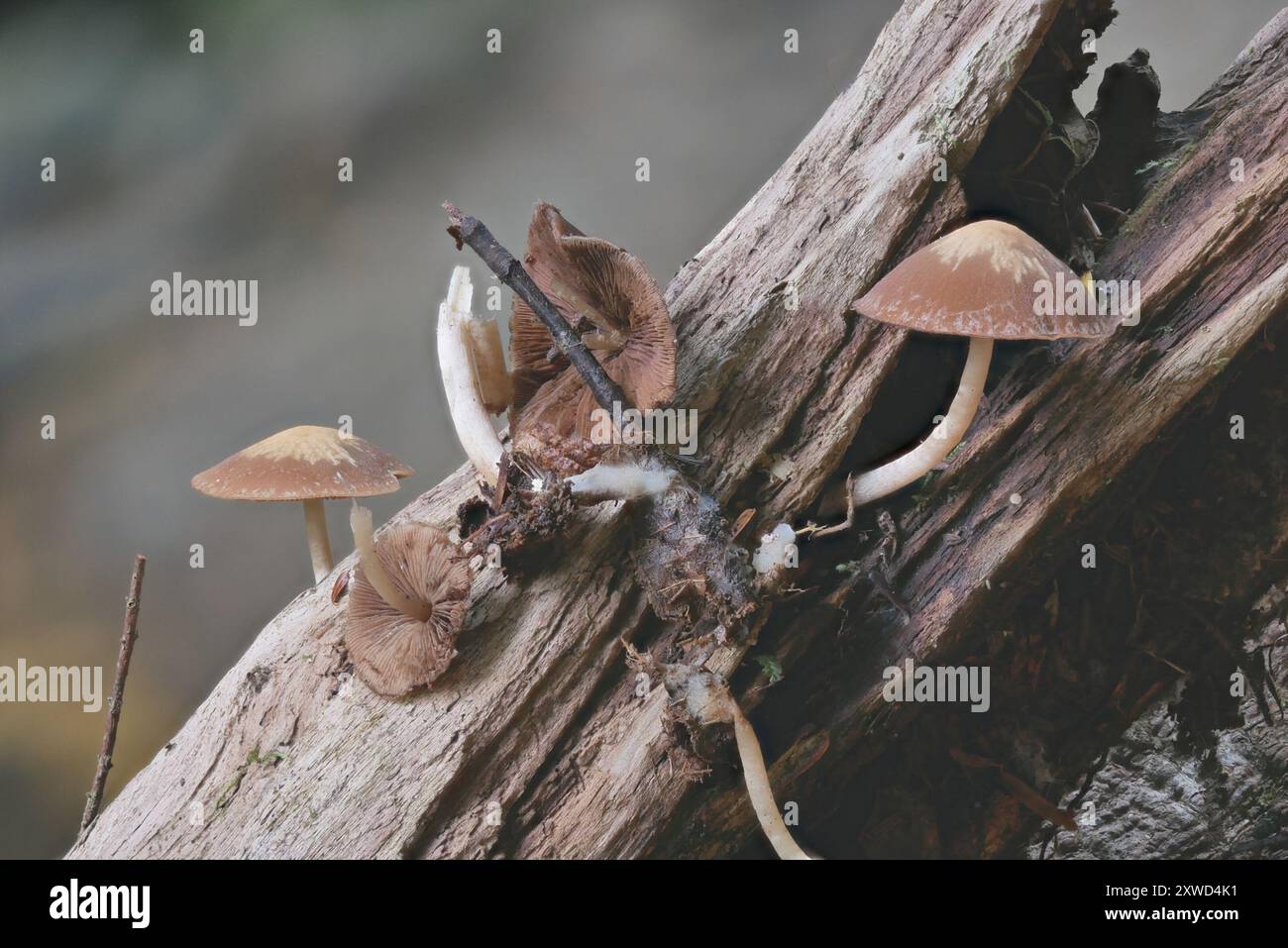 Brittlestems (Psathyrella) Fungi Stock Photo - Alamy