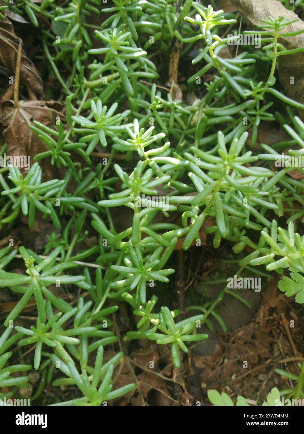 white stonecrop (Sedum album) Plantae Stock Photo - Alamy