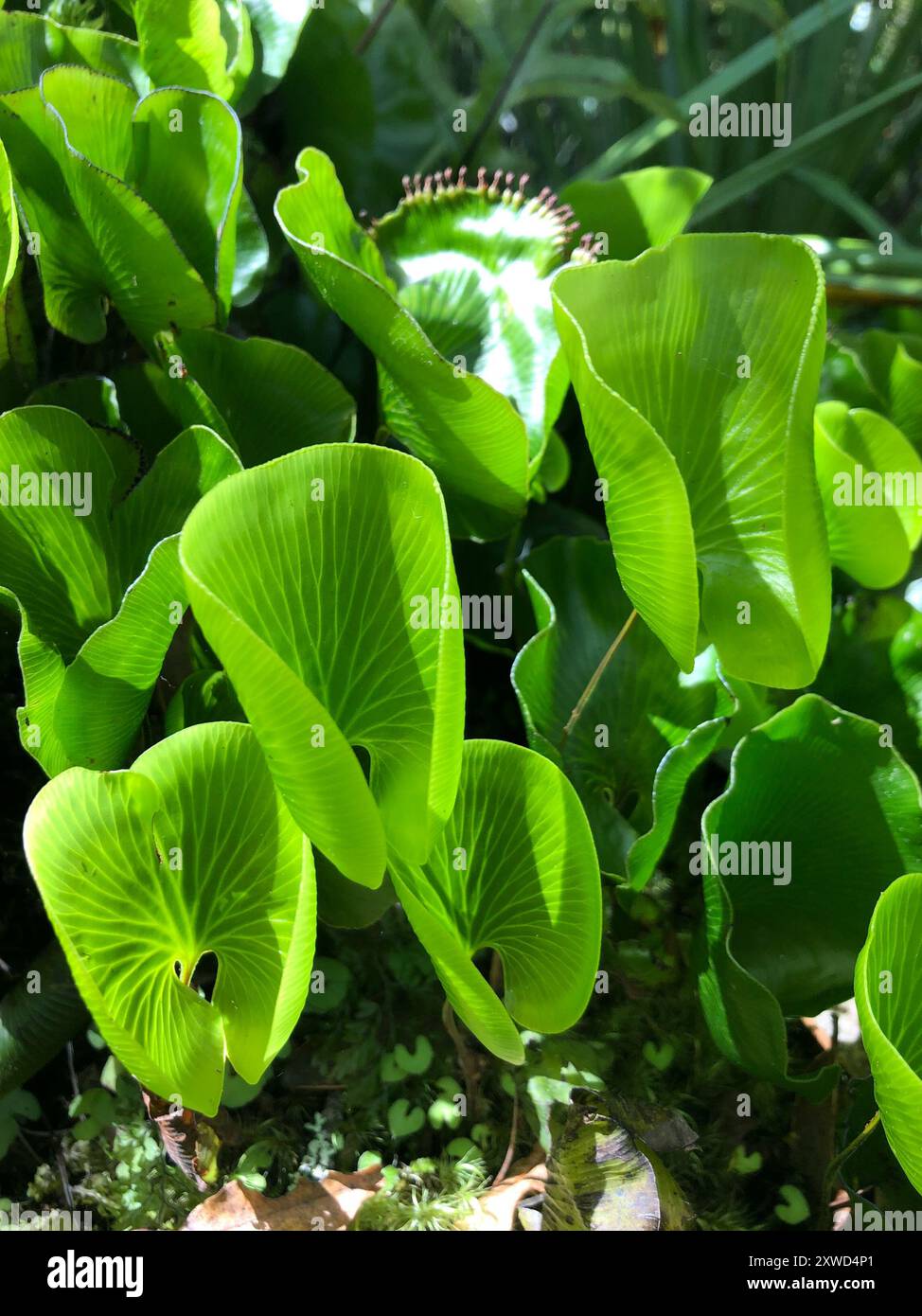 kidney fern (Hymenophyllum nephrophyllum) Plantae Stock Photo - Alamy