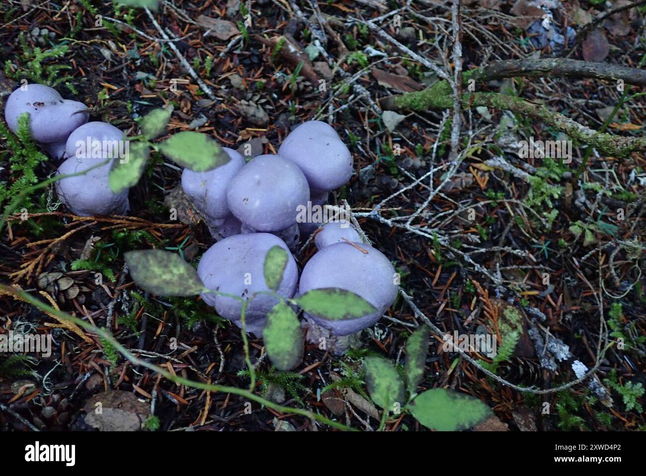 Webcaps (Cortinarius) Fungi Stock Photo - Alamy
