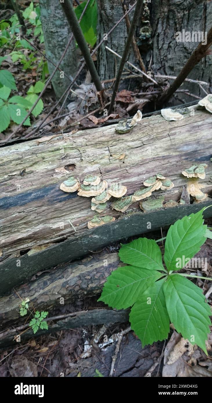 shelf fungi (Polyporales) Fungi Stock Photo - Alamy