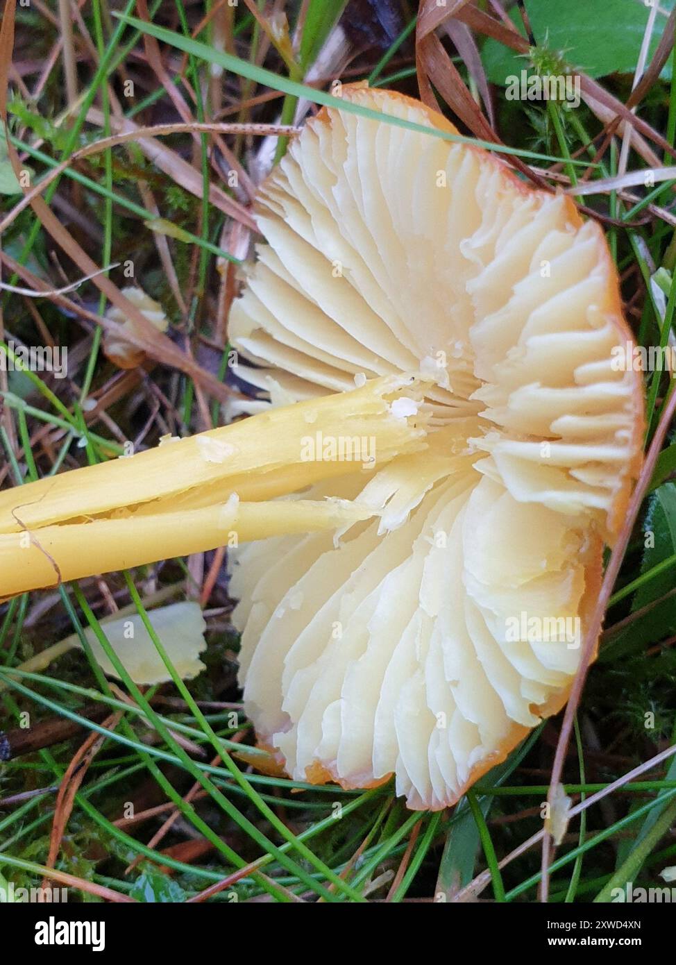 Ceracea hi-res stock photography and images - Alamy