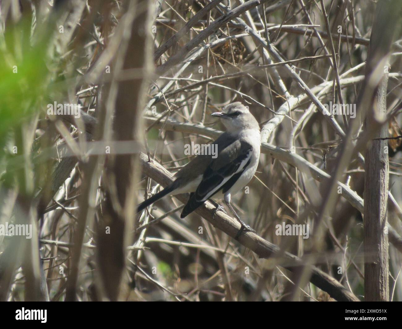 White-banded Mockingbird (Mimus triurus) Aves Stock Photo - Alamy