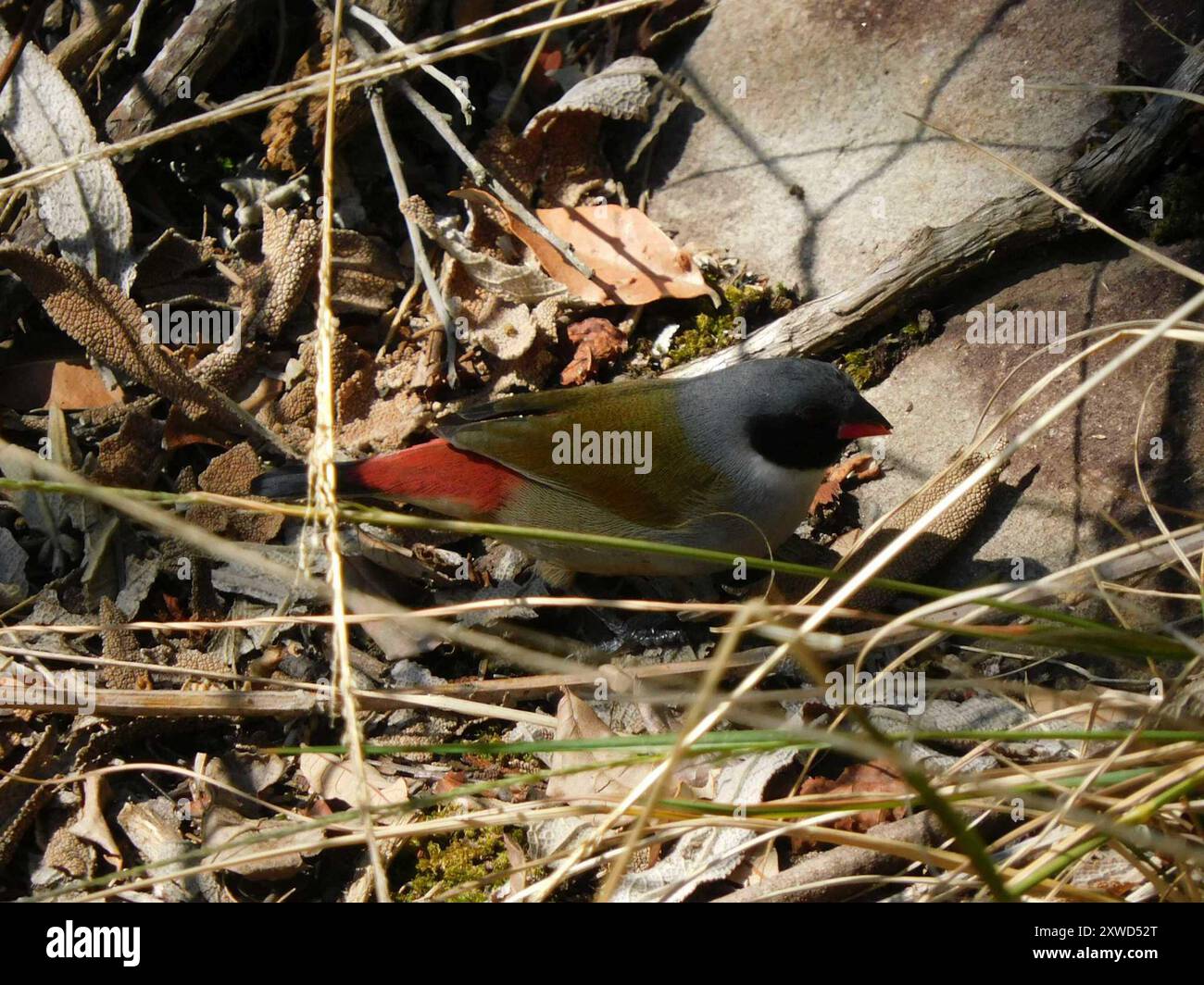 Swee Waxbill (Coccopygia melanotis) Aves Stock Photo - Alamy