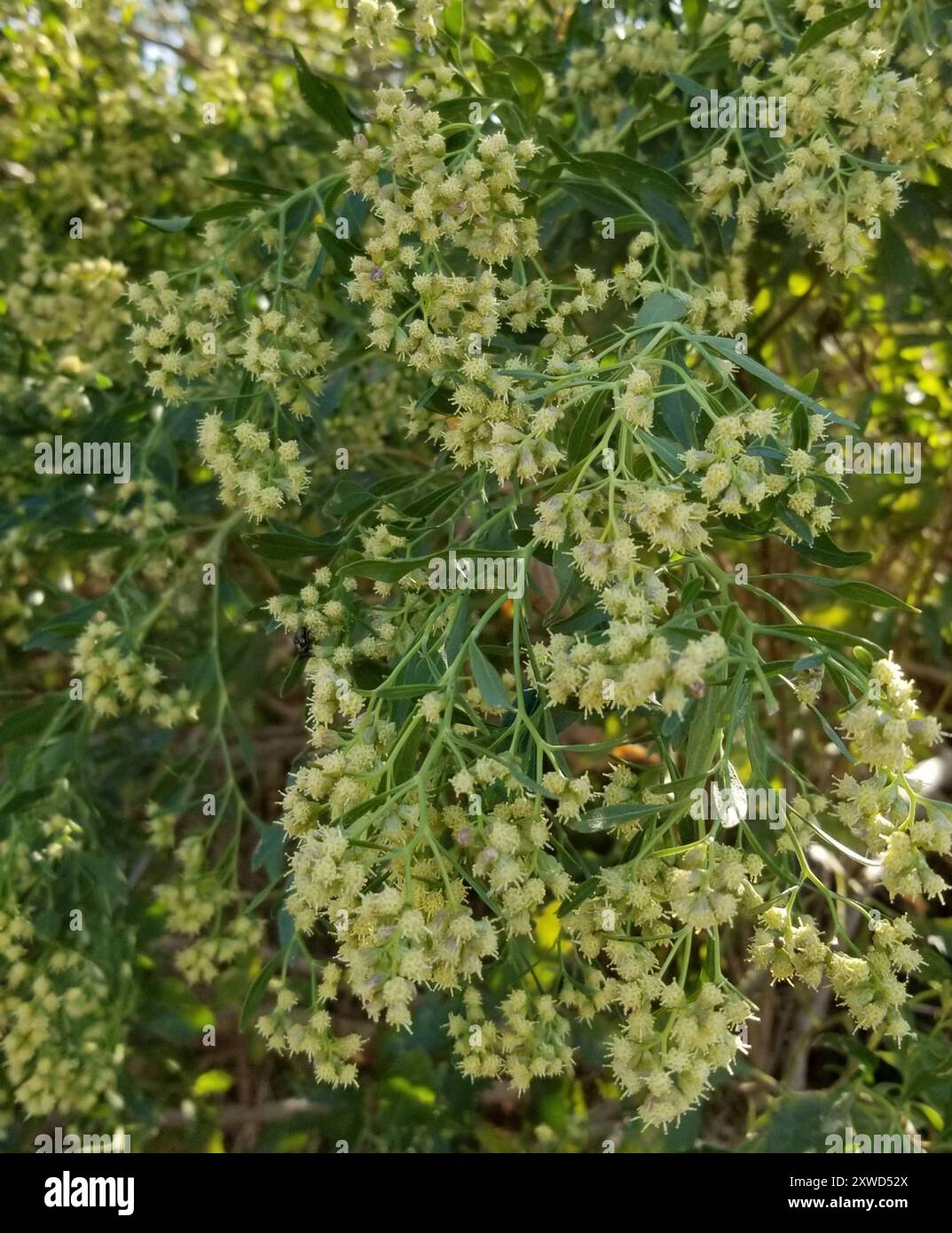 groundsel tree (Baccharis halimifolia) Plantae Stock Photo - Alamy