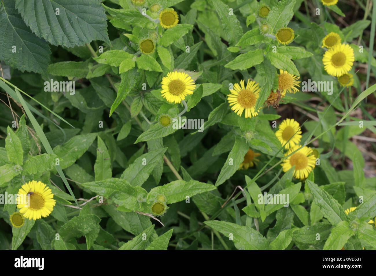 Common Fleabane (Pulicaria dysenterica) Plantae Stock Photo - Alamy