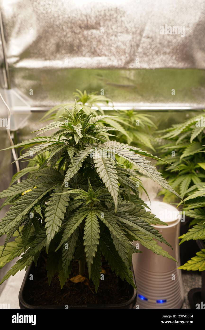 Close up young cannabis hi-res stock photography and images - Alamy