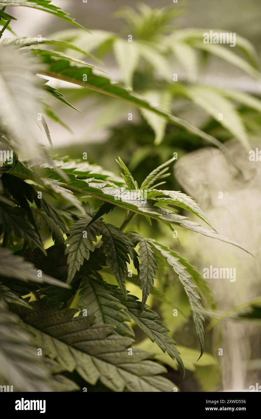 Close up young cannabis hi-res stock photography and images - Alamy
