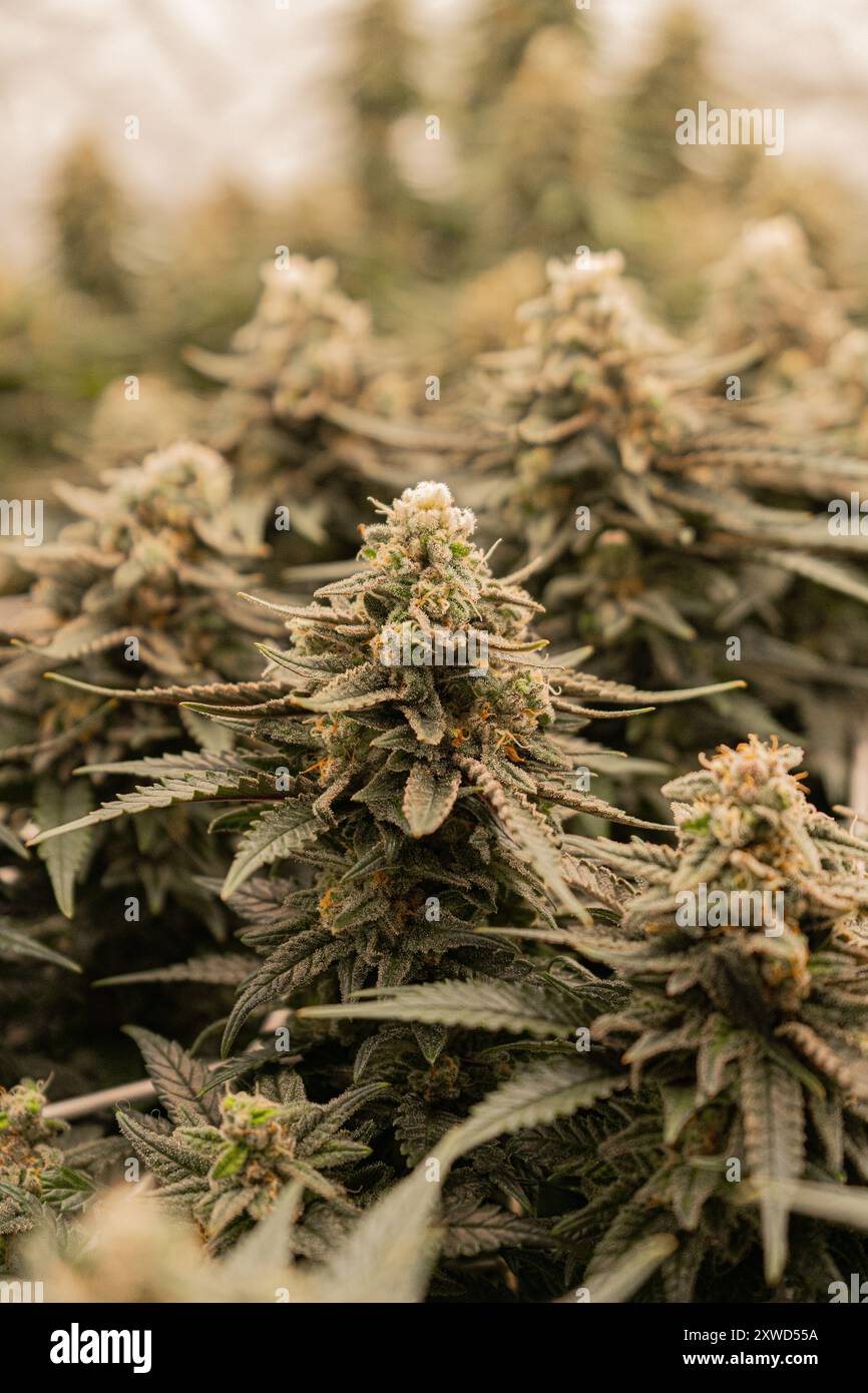 Giant Cannabis nugs. Dense weed Buds. Growing giant cannabis buds Stock ...