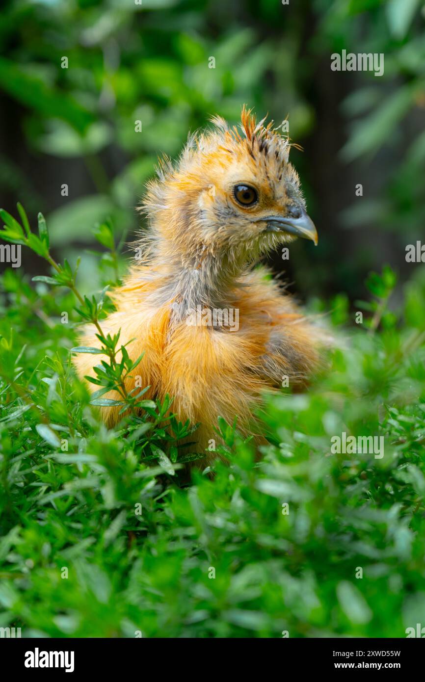 Cute Baby Silkies. Baby Silky chicken chicks Stock Photo - Alamy