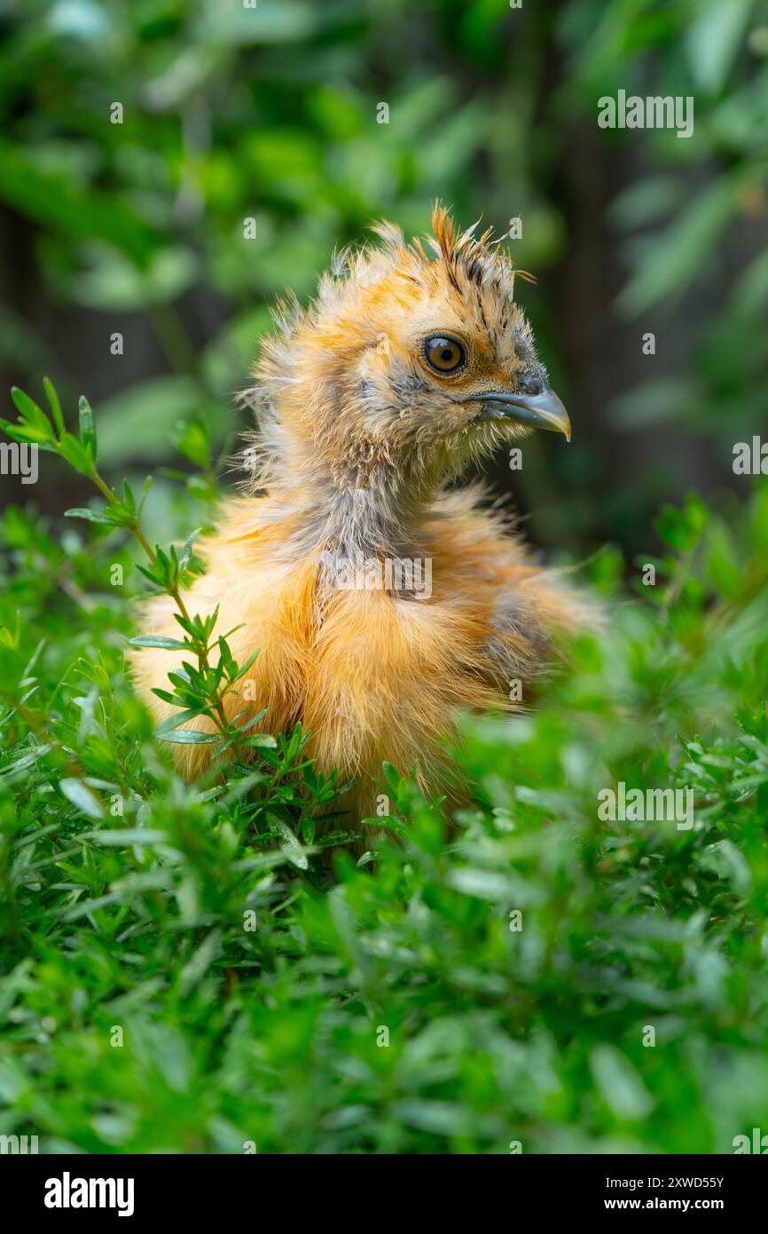 Cute Baby Silkies. Baby Silky chicken chicks Stock Photo - Alamy