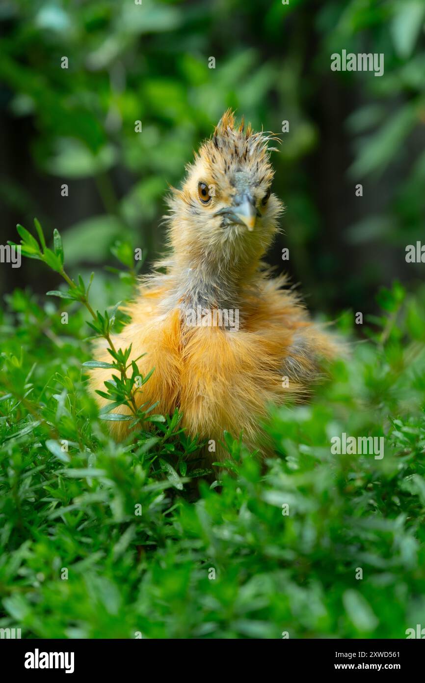 Cute Baby Silkies. Baby Silky chicken chicks Stock Photo - Alamy