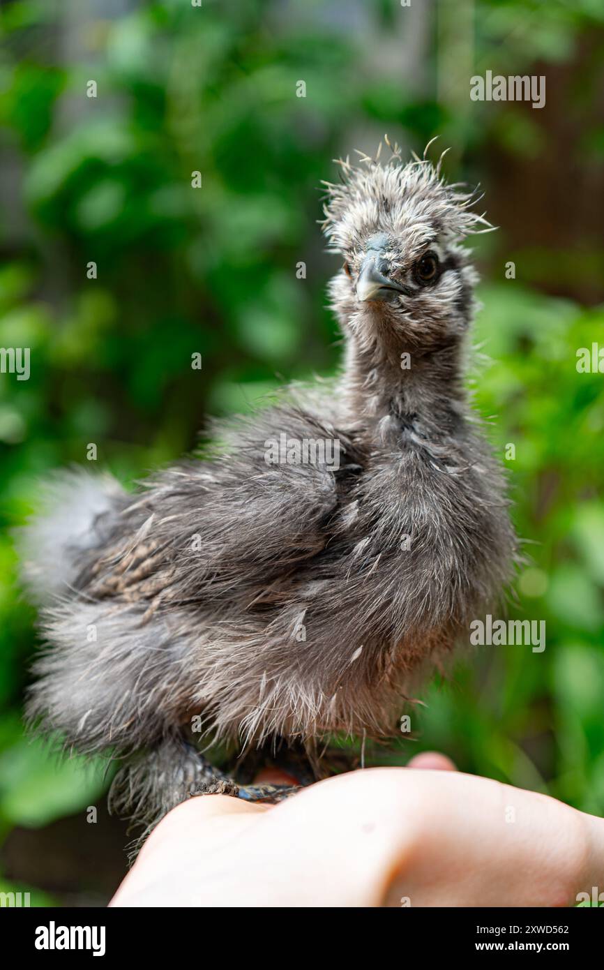 Cute Baby Silkies. Baby Silky chicken chicks Stock Photo - Alamy