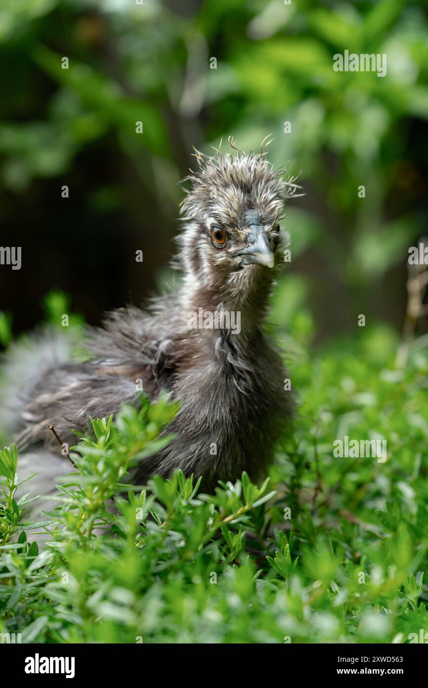 Cute Baby Silkies. Baby Silky chicken chicks Stock Photo - Alamy