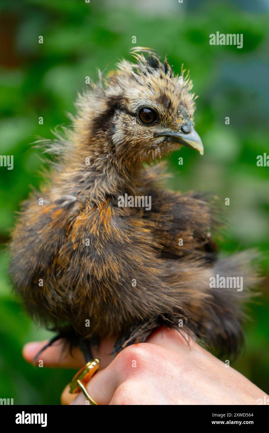 Cute Baby Silkies. Baby Silky chicken chicks Stock Photo - Alamy
