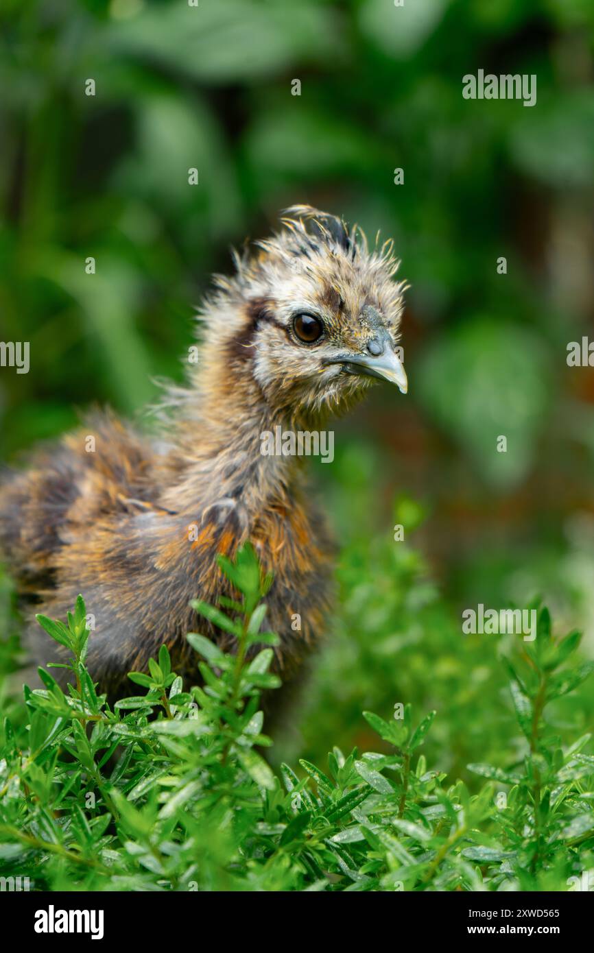 Cute Baby Silkies. Baby Silky chicken chicks Stock Photo - Alamy