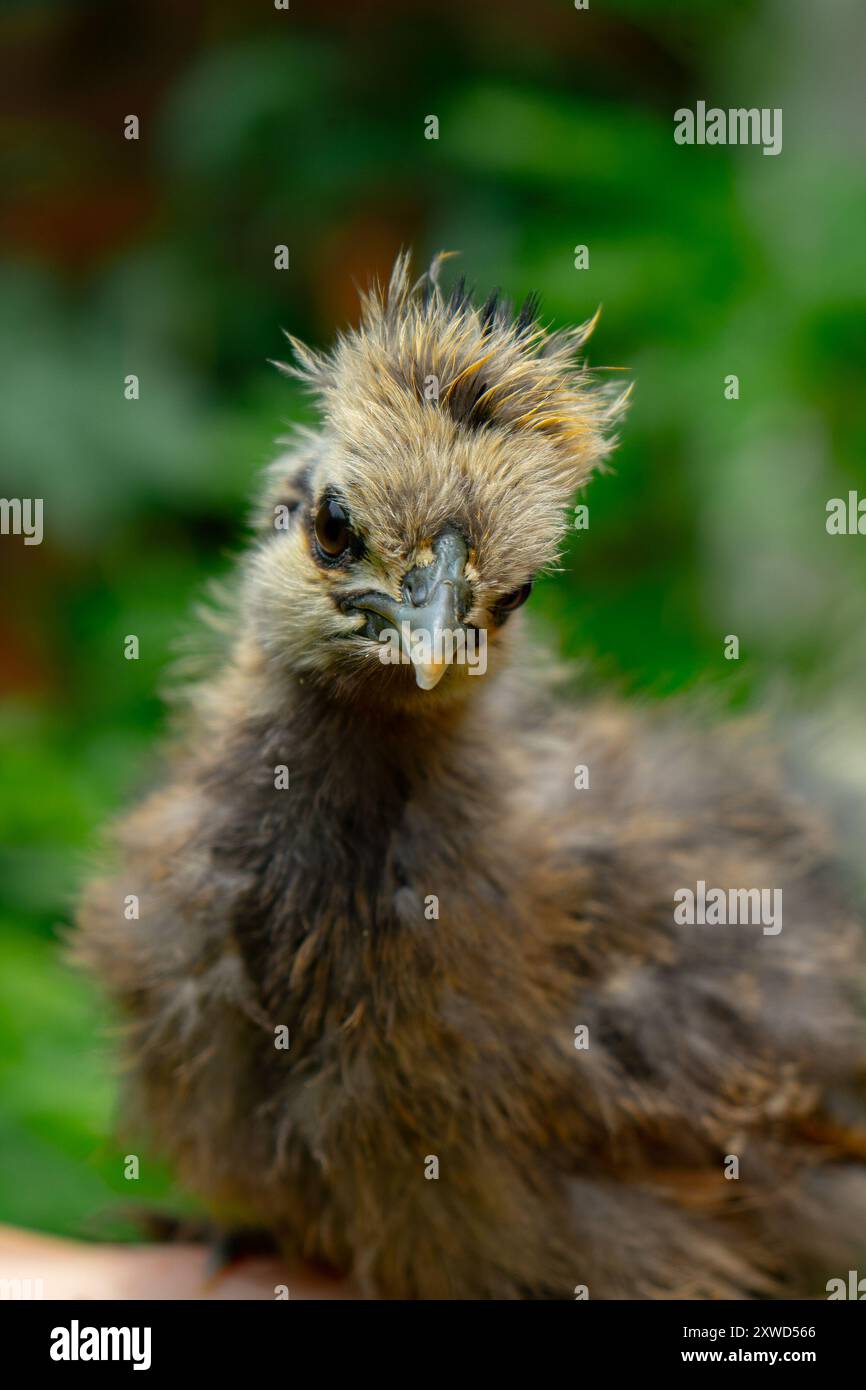 Cute Baby Silkies. Baby Silky chicken chicks Stock Photo - Alamy