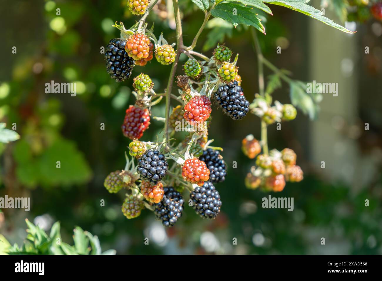 Blackberries hanging on the Vine. Growing Blackberries Stock Photo - Alamy