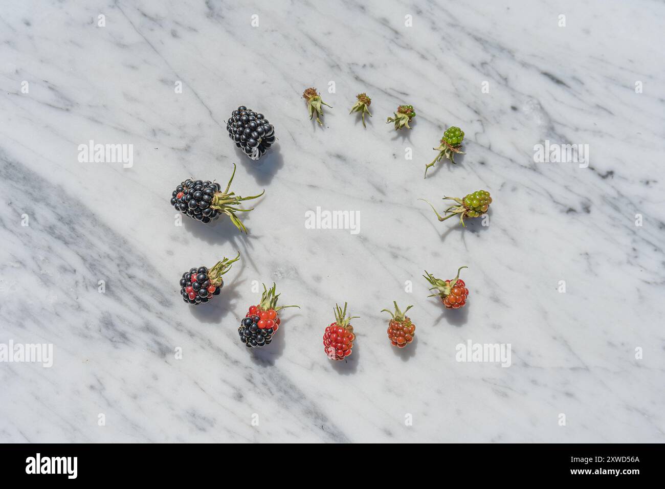 Blackberry lifecycle hi-res stock photography and images - Alamy