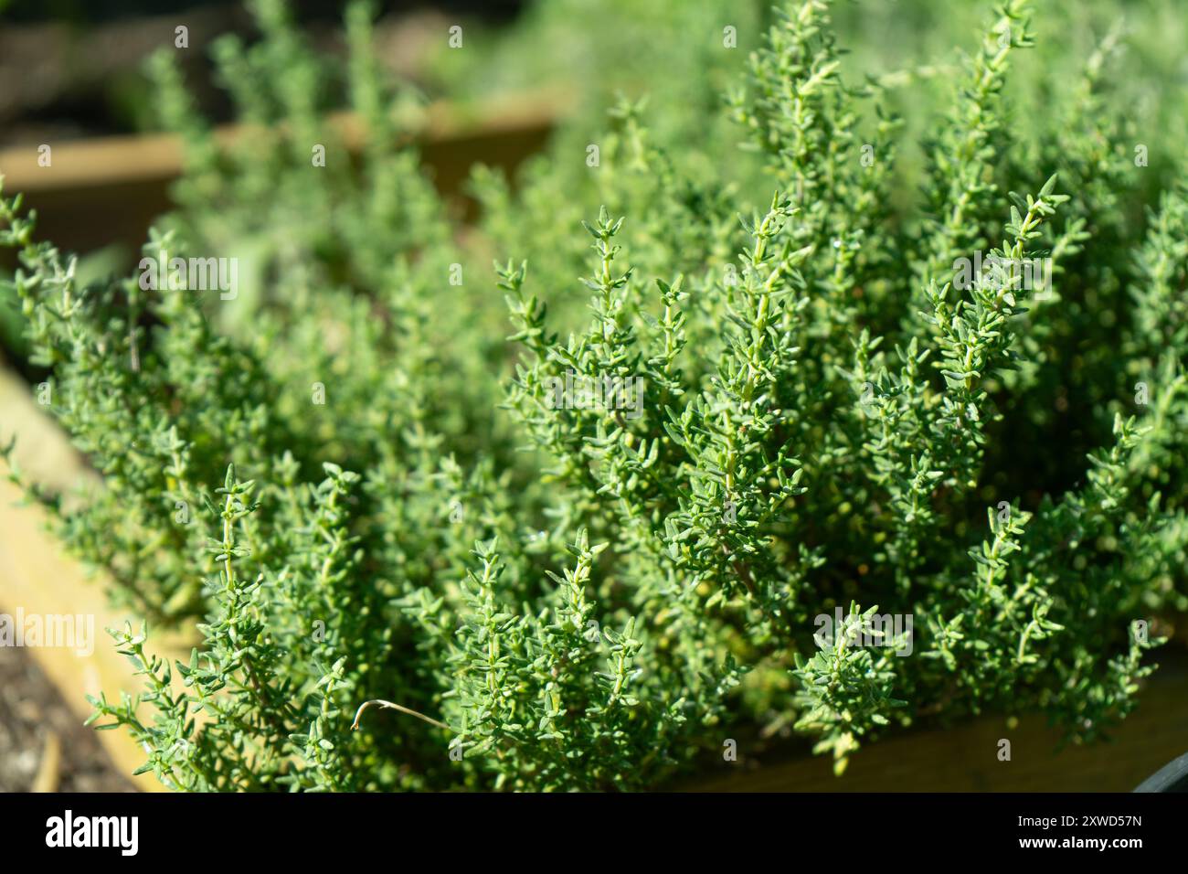Close up thyme herb hi-res stock photography and images - Alamy