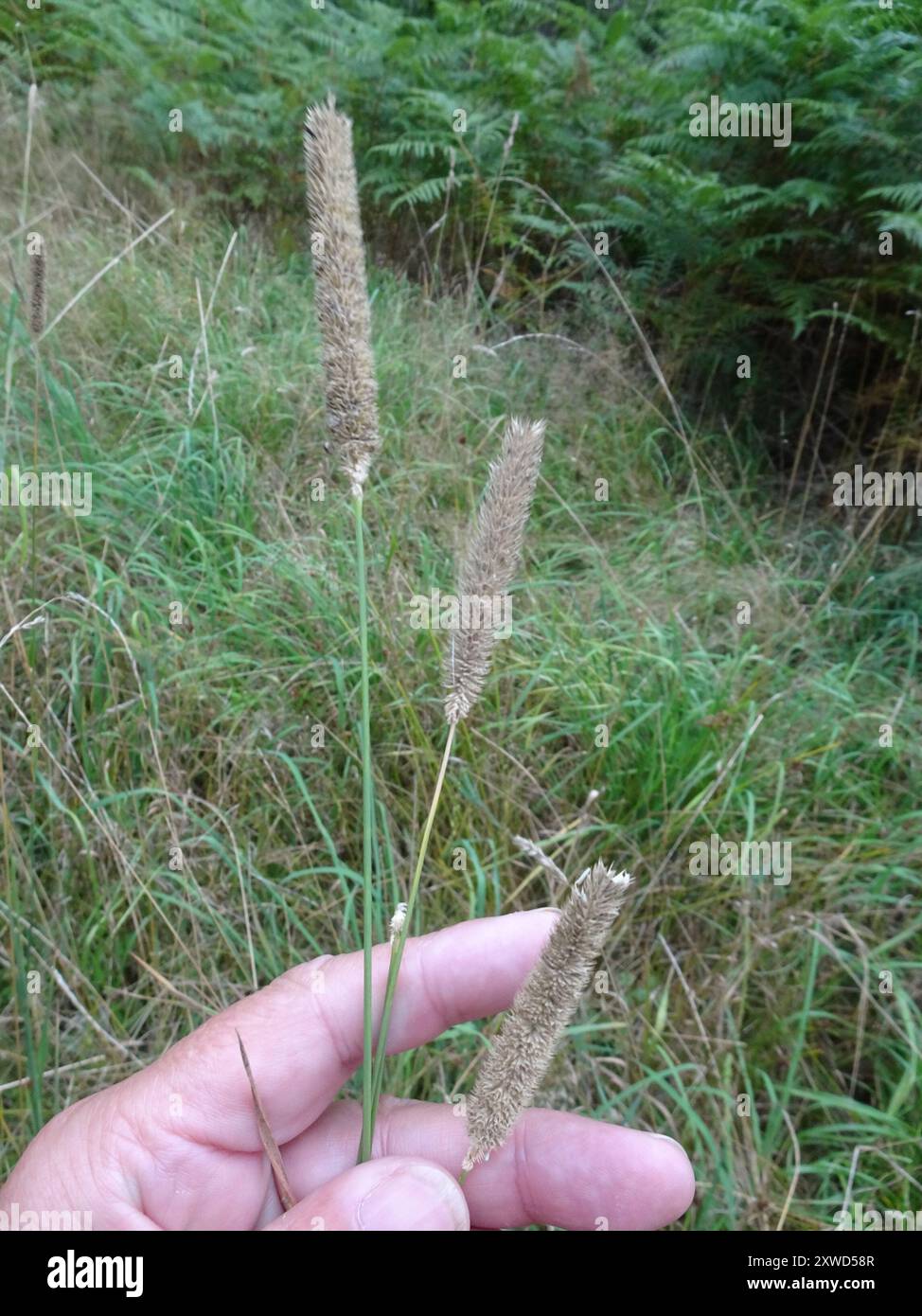 Timothy grass (Phleum pratense) Plantae Stock Photo - Alamy
