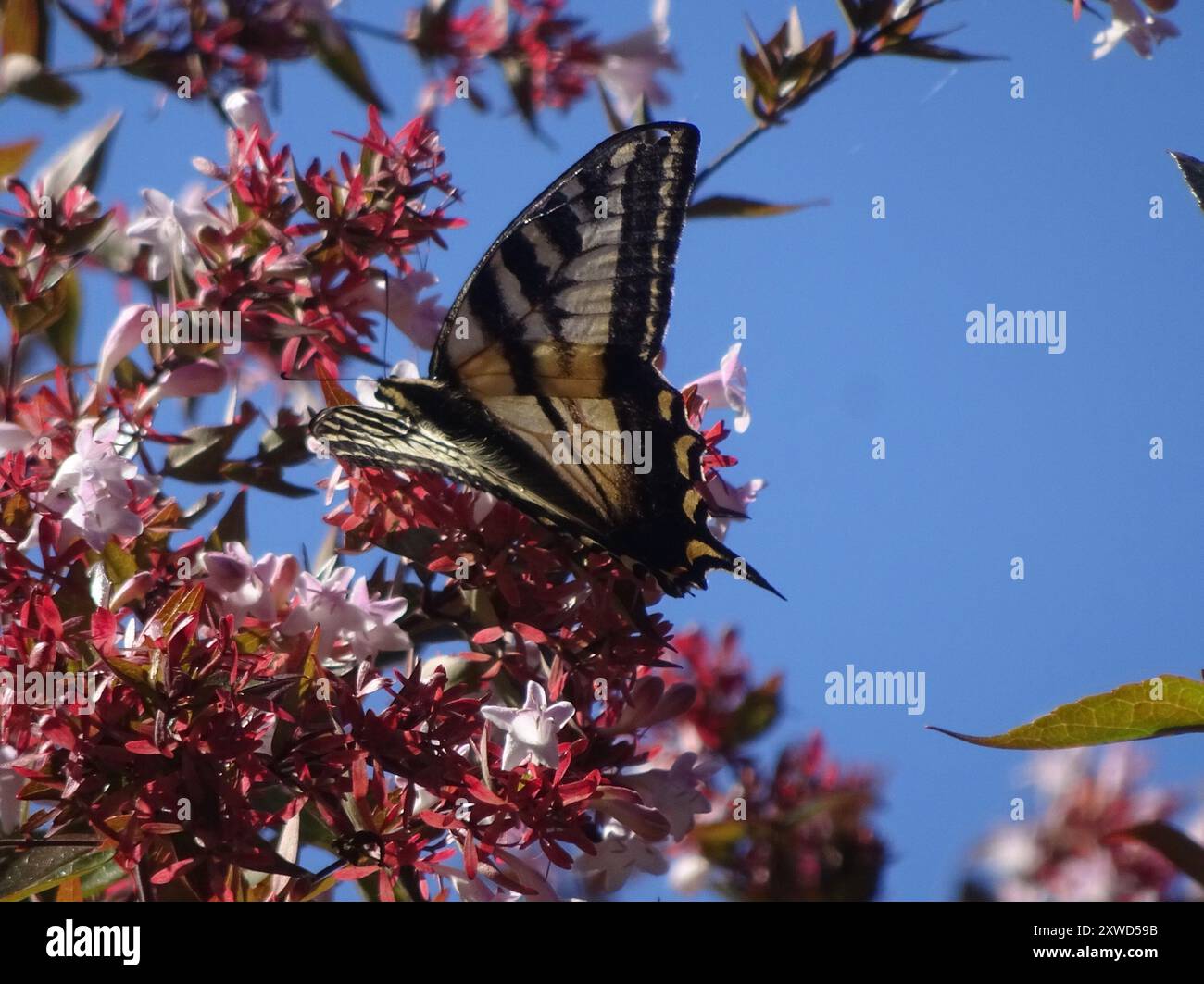 Western Tiger Swallowtail (Papilio rutulus) Insecta Stock Photo - Alamy