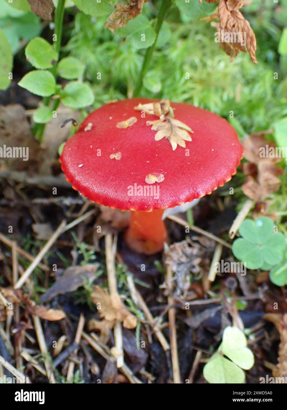 Scarlet Waxy Cap (Hygrocybe coccinea) Fungi Stock Photo - Alamy