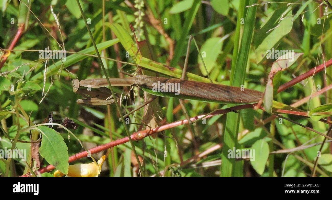 Chinese Mantis (Tenodera sinensis) Insecta Stock Photo - Alamy